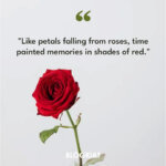 50 Best Aesthetic Red Quotes in 2024